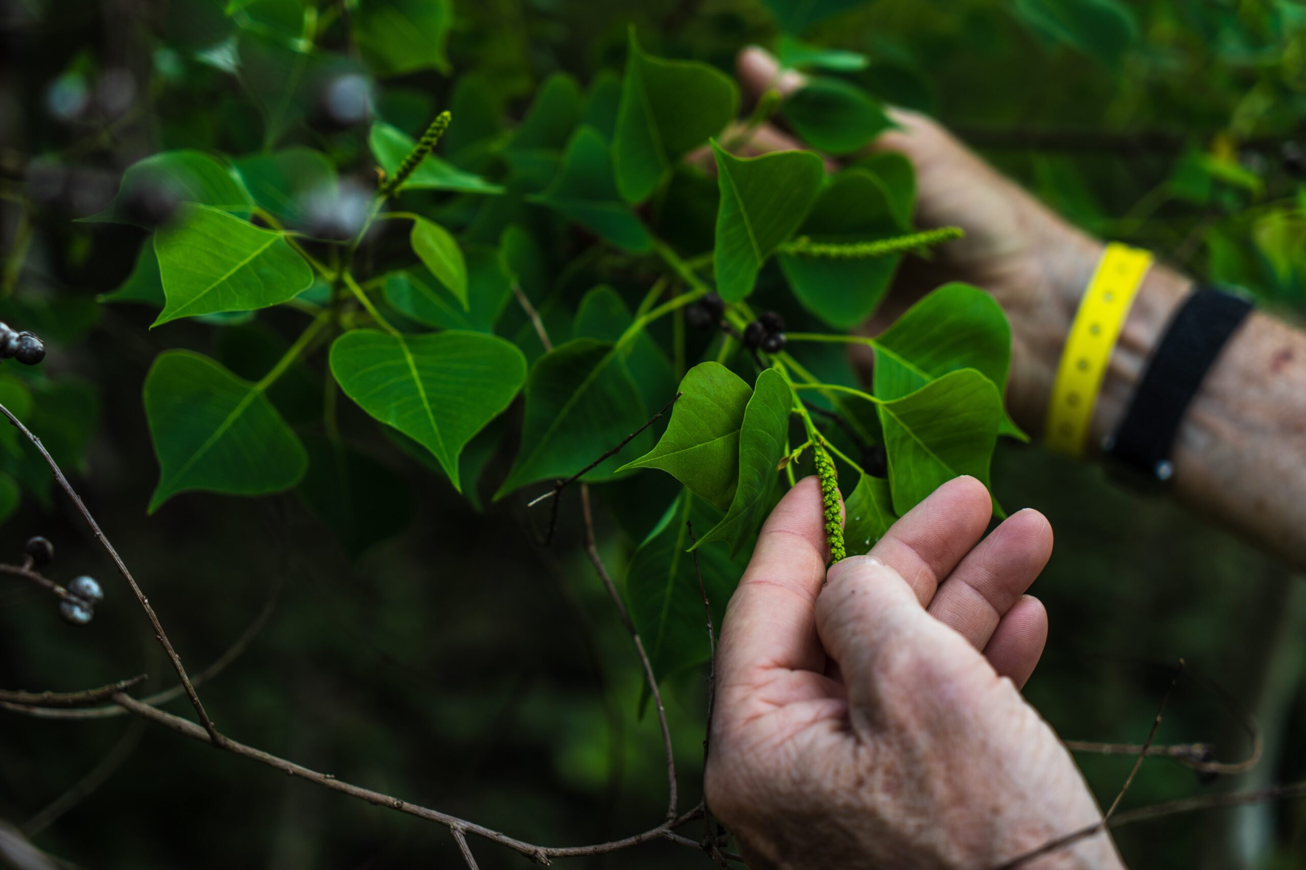 CSU view: herbarium celebrates 10 year anniversary | CSU